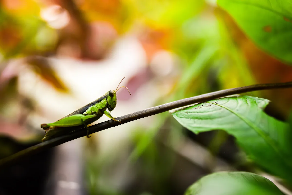 Cavallette in casa e in giardino: perché ci sono e come eliminarle