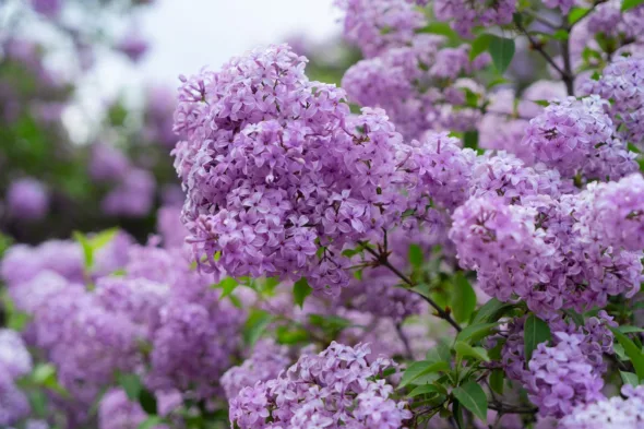 Lillà, come coltivarli per avere il "fiore del paradiso" in vaso o in ...