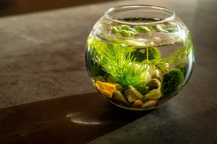 Cos'è il marimo e come prendersene cura