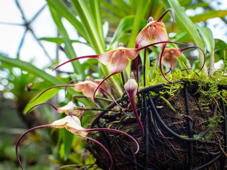 Tutto quello che devi sapere sulla coltivazione dell'orchidea scimmia