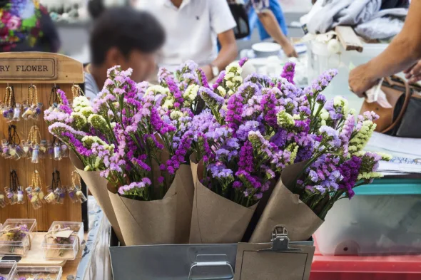 Come si cura lo Statice, detto anche fiore di carta o Limonium