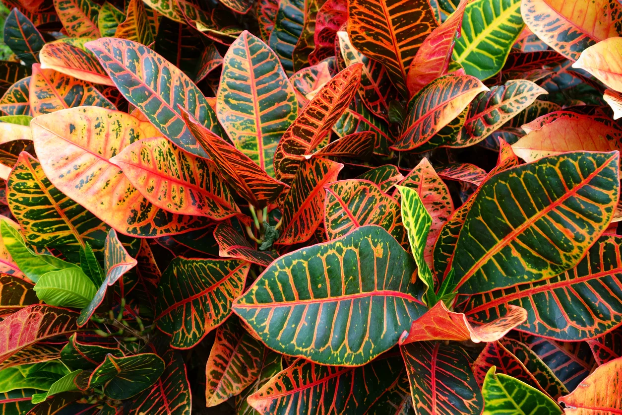 Come coltivare il Croton, la "pianta arcobaleno"