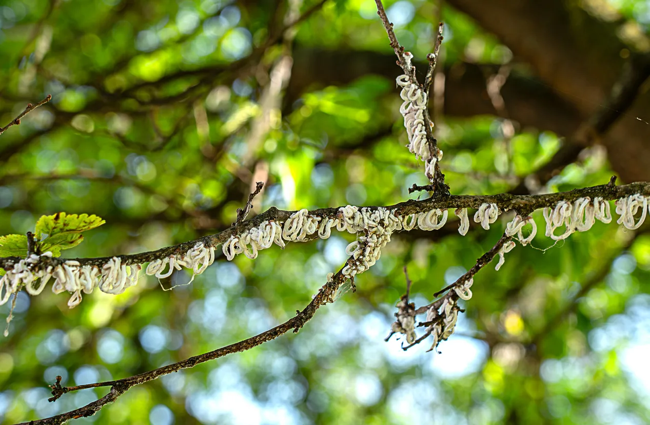 Takahashia japonica: è pericolosa? Come riconoscerla e come eliminarla