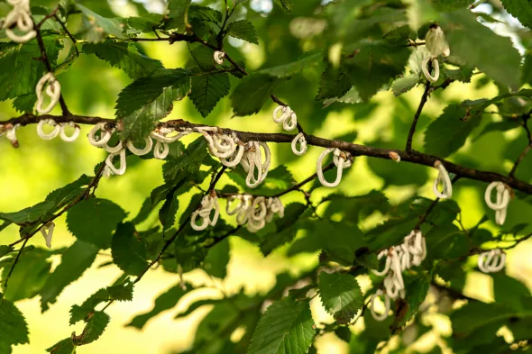 Takahashia japonica: è pericolosa? Come riconoscerla e come eliminarla