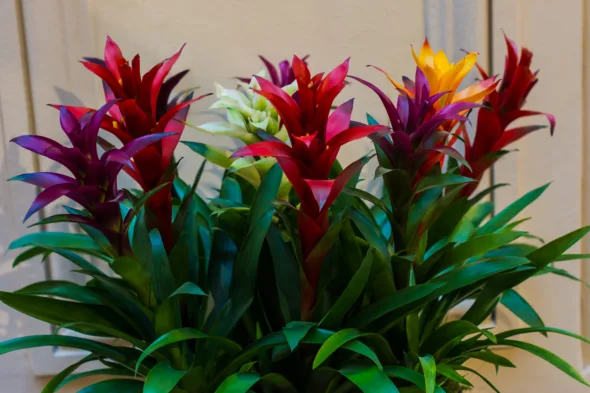 Come curare la Bromelia in casa o in giardino: una guida