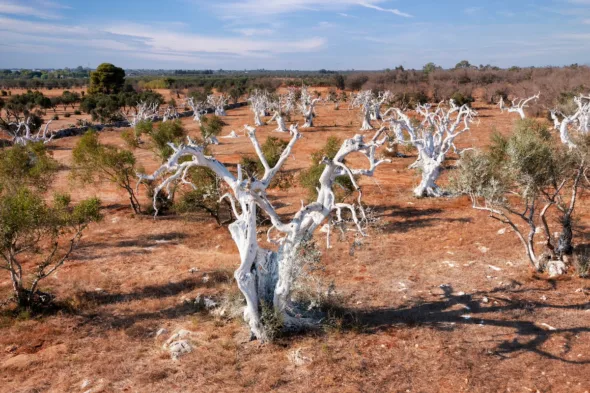 Cos'è la Xylella fastidiosa, come si riconosce, come si trasmette e ...