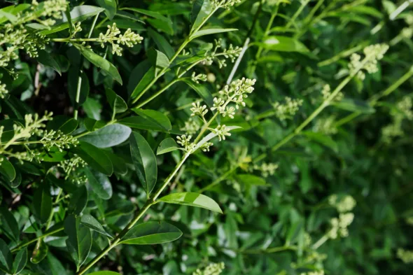 Come coltivare il ligustro in casa e in giardino