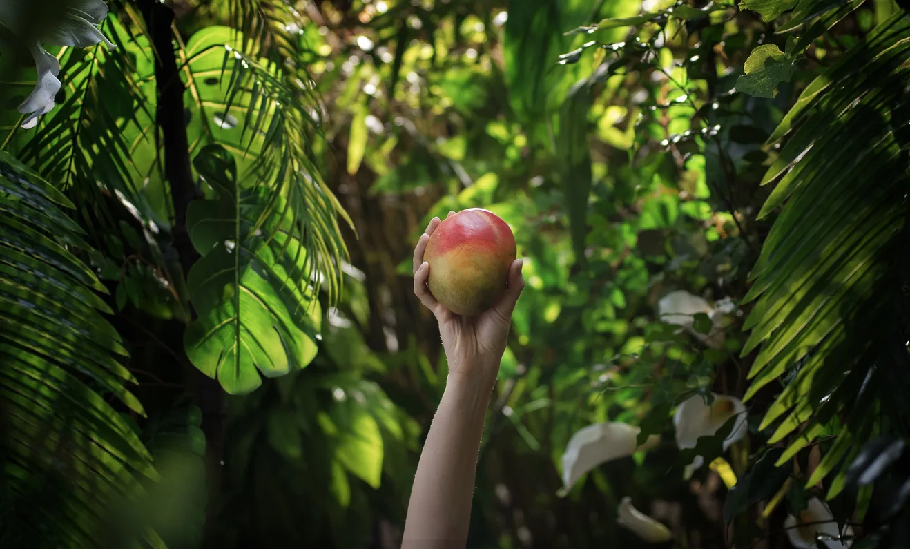 Come coltivare la pianta di mango?