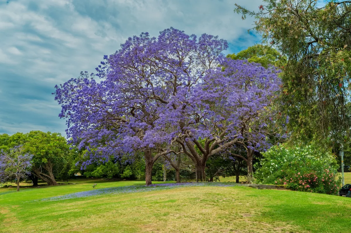 Jacaranda Mimosifolia: una guida per coltivarla