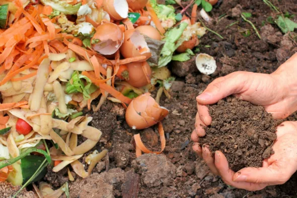 Come realizzare un humus per piante fatto in casa