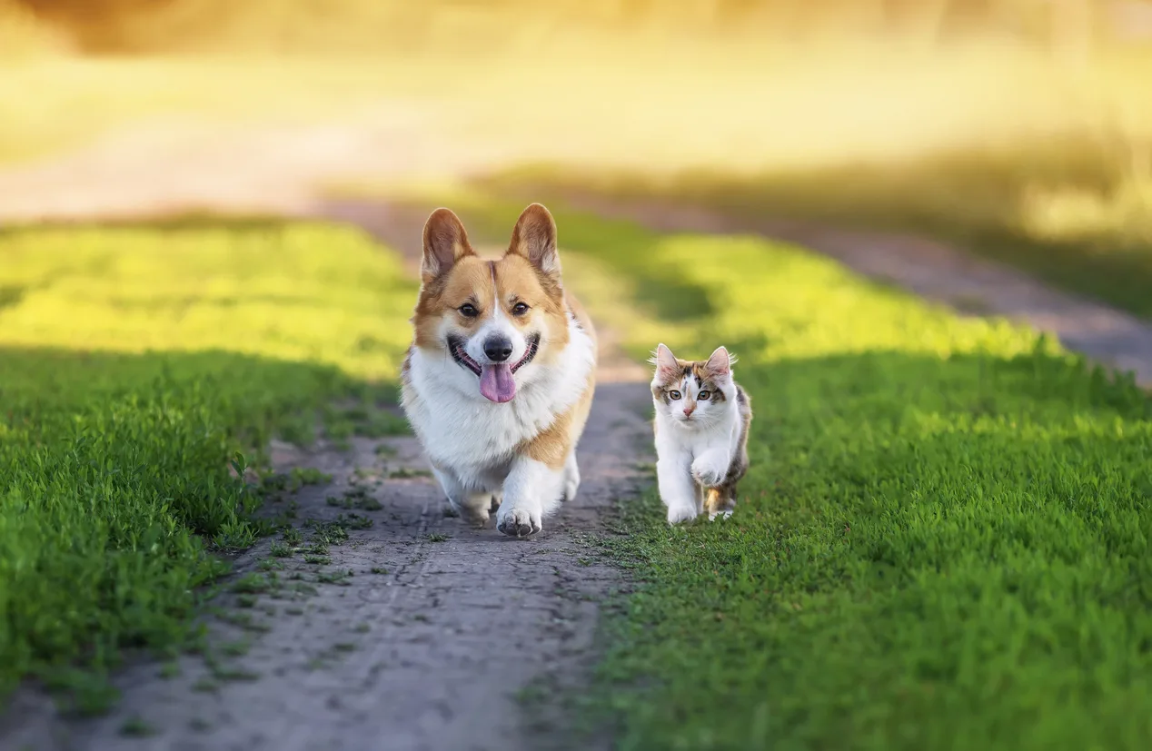 Nuove regole per viaggiare con animali domestici: cosa cambia?