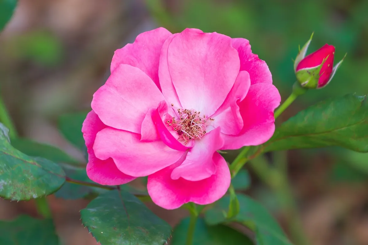 Come coltivare la rosa alpina o rosa pendulina