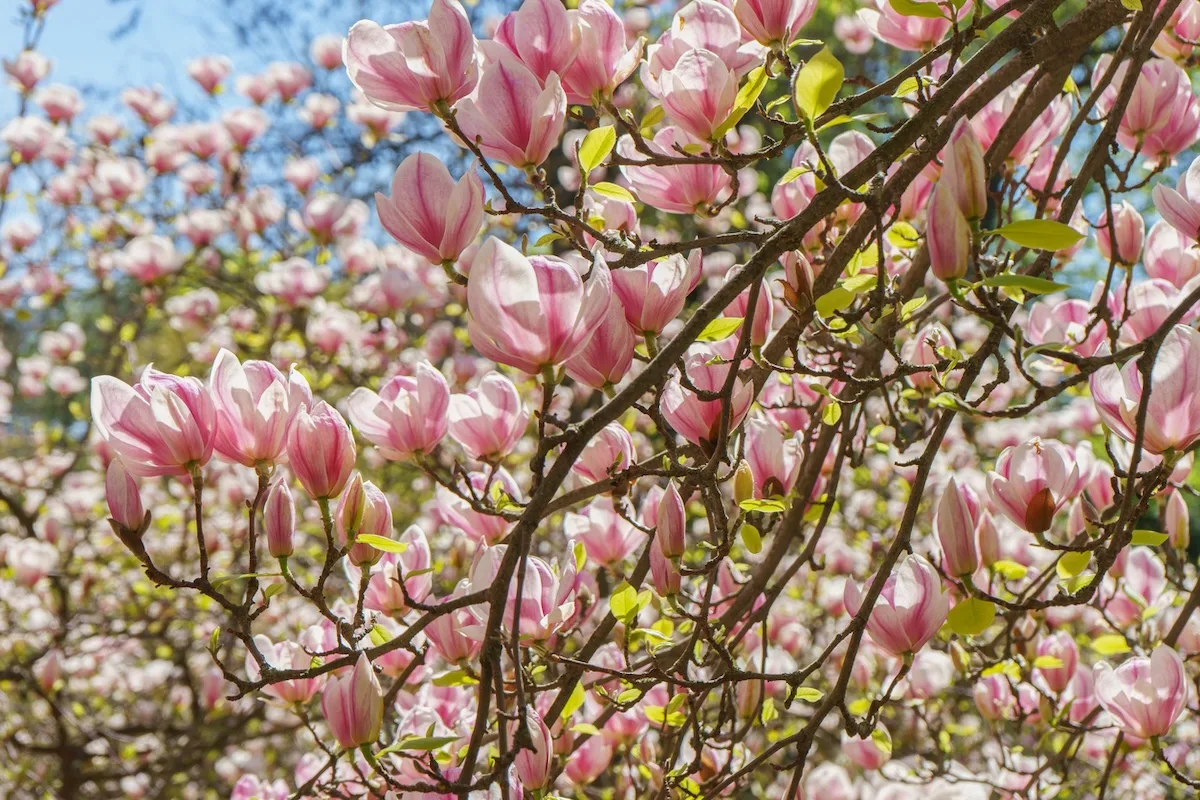 Dove posizionare la magnolia in giardino e come prendersene cura?