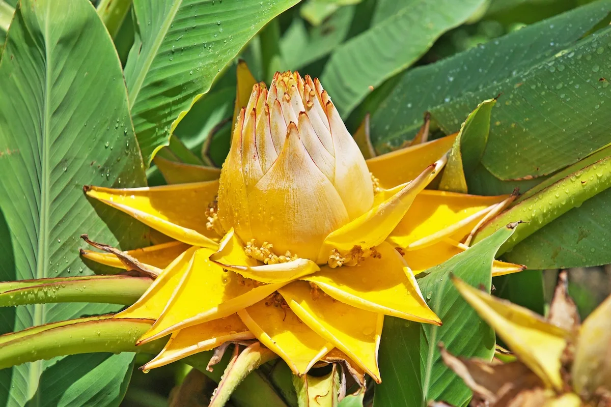 Come coltivare la Musella lasiocarpa (o Banano a fiore giallo)